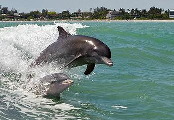 AAA Charters, Inc. - Gulf Shores - Alabama.Travel