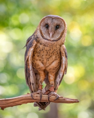Alabama Wildlife Center's Owl-O-Ween - Pelham - Alabama.Travel