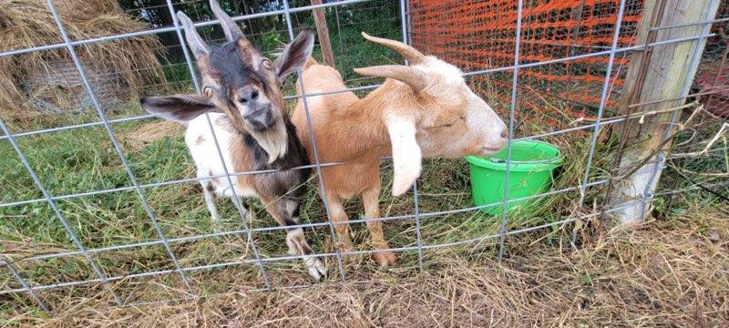 Alabama's Official Travel Guide