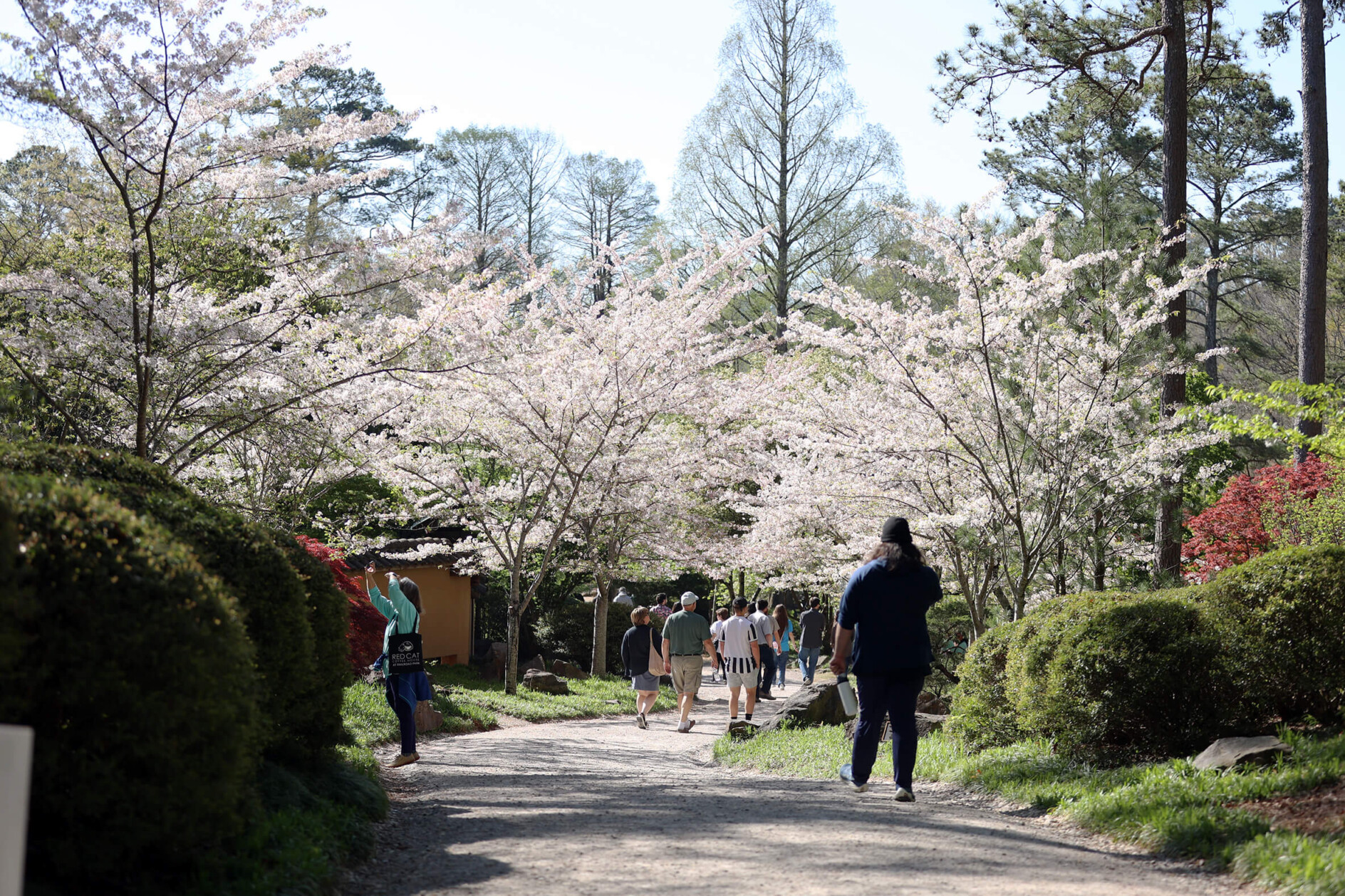 Sakura Cherry Blossom Festival Tokyo Day Trip: Kanagawa | Experience